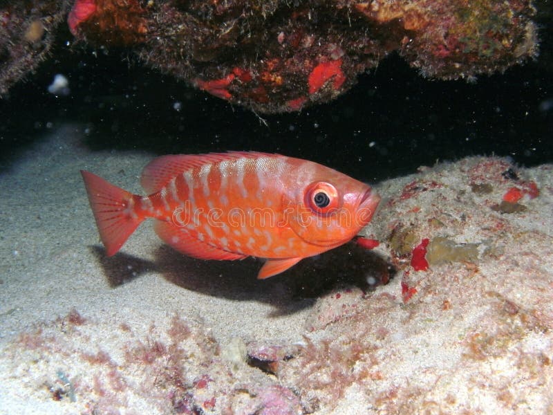 Glasseye snapper stock image. Image of tropical, glasseye - 36245161