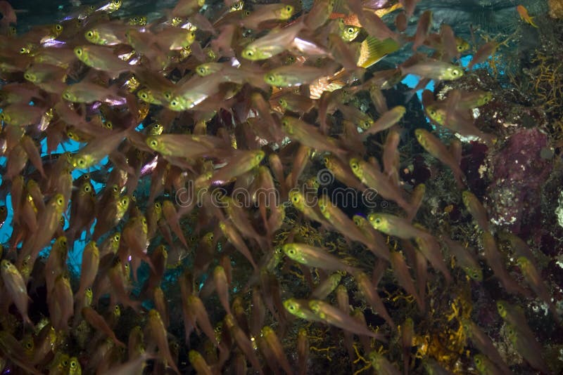 Glassfish stock photo. Image of aquatic, dive, moray, places - 5015904