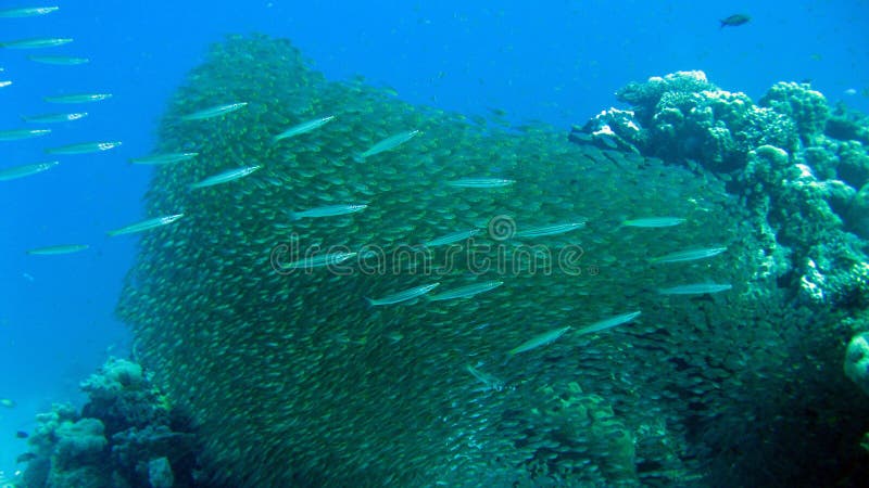 Baby barracuda stock image. Image of sunburst, baby, fish - 21941033