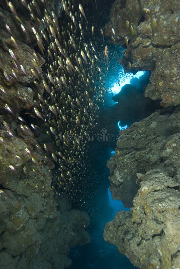 Glassfish cave stock image. Image of conformity, fish - 12452379
