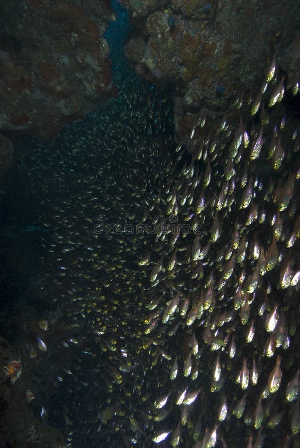 Glassfish cave stock photo. Image of wide, underwater - 12452602