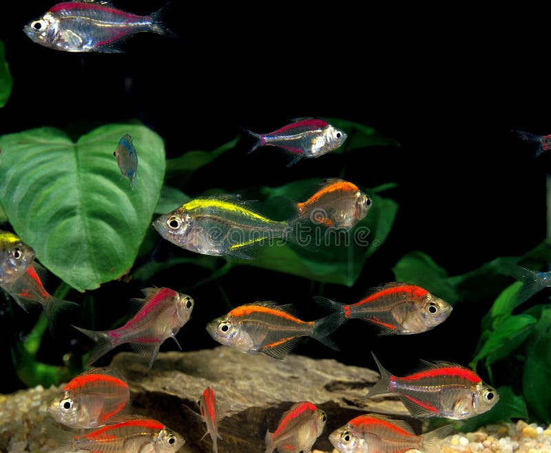 GLASSFISH Chanda Ranga Color, GROUP of ADULTS Stock Photo - Image of ...