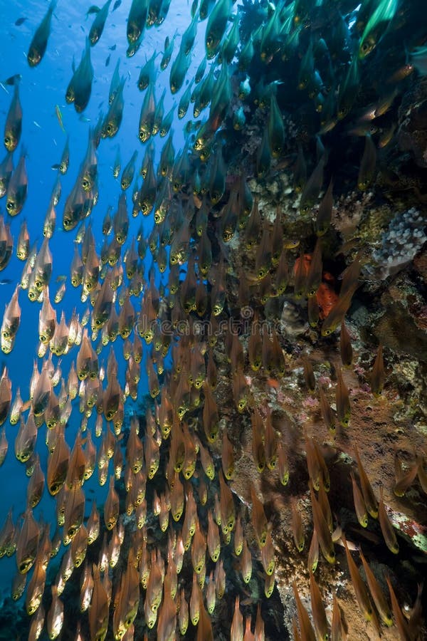 Glassfish, Coral and Ocean. Stock Photo - Image of saltwater, animal ...