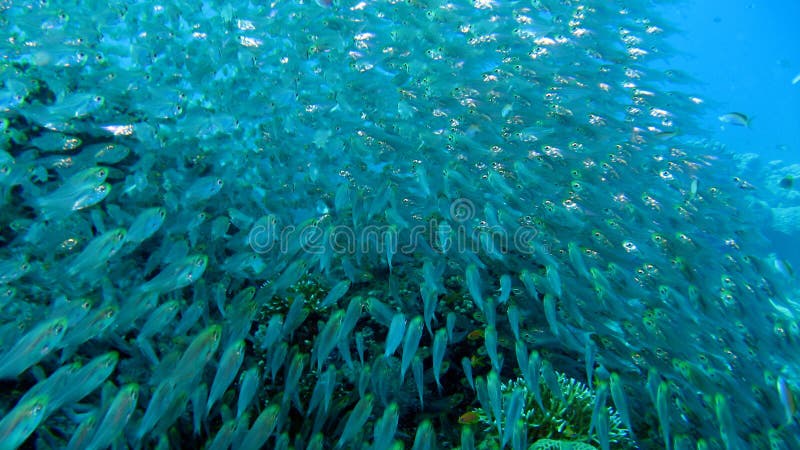 Glassfish at the Coral Reef Stock Image - Image of soft, blue: 26723491