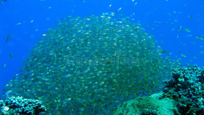 Coral Reef And Glassfish In The Red Sea. Stock Image - Image of reef ...