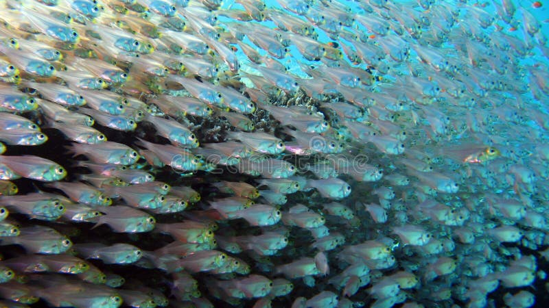 Glassfish at the Coral Reef Stock Image - Image of animal, biodiversity ...