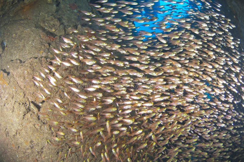 Glassfish Inside a Shipwreck Stock Photo - Image of large, underwater ...