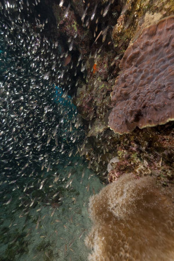 Glassfish and Ocean in the Red Sea. Stock Photo - Image of life, color ...
