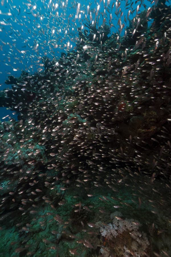 Glassfish and Ocean in the Red Sea. Stock Image - Image of colour ...