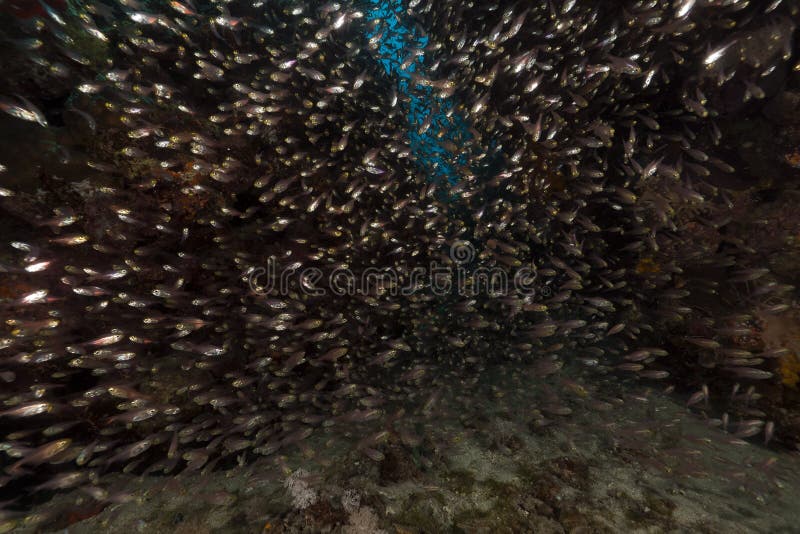 Glassfish and Ocean in the Red Sea. Stock Photo - Image of scuba ...