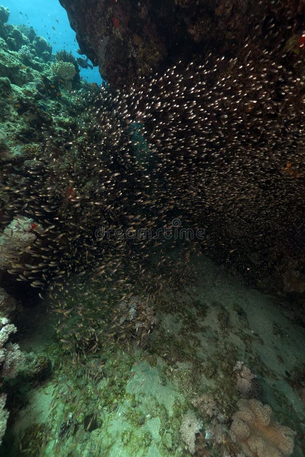 Glassfish and Ocean in the Red Sea. Stock Image - Image of seascape ...