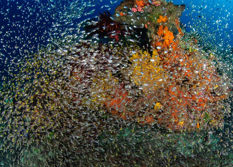 Glassfish at Raya Ampat stock image. Image of indonesia - 38613985