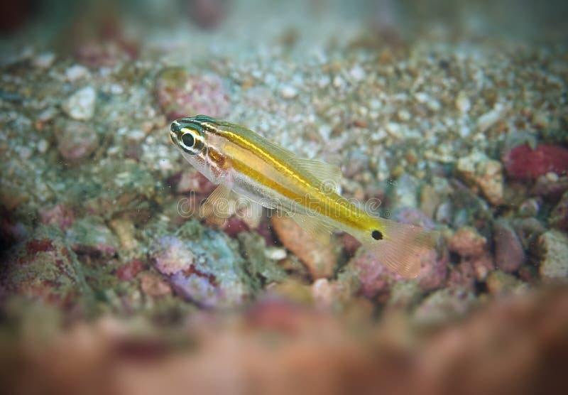 Glassfish in reef coral stock image. Image of andaman - 76313489