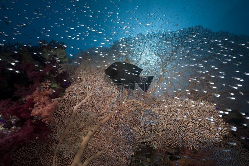 Glassfish, Seafan and Ocean Stock Photo - Image of rays, dark: 12616132