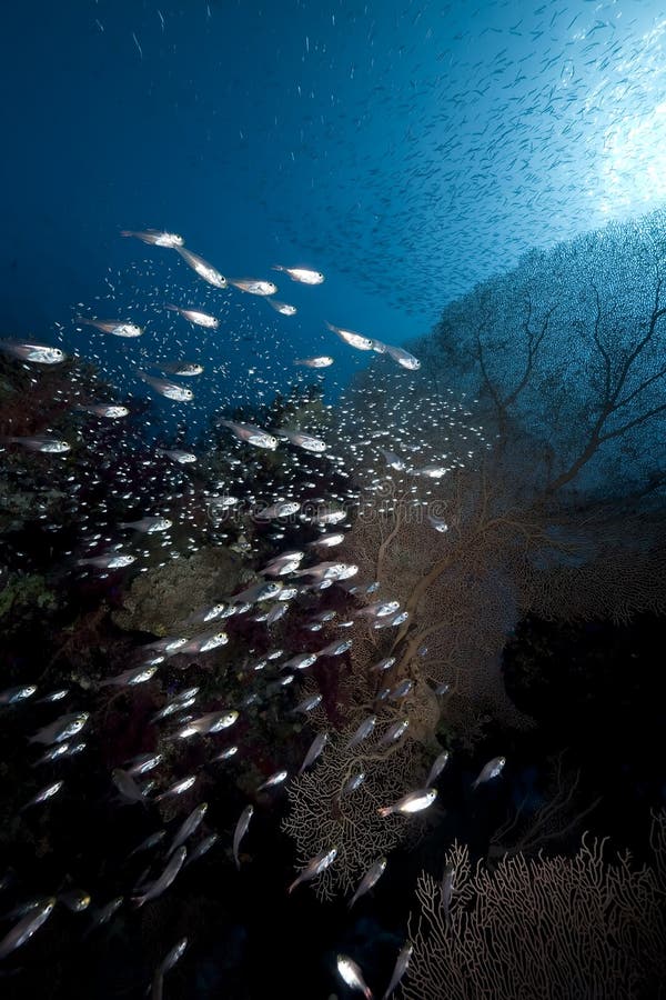 Glassfish, Seafan and Ocean Stock Photo - Image of scuba, rolling: 12616158