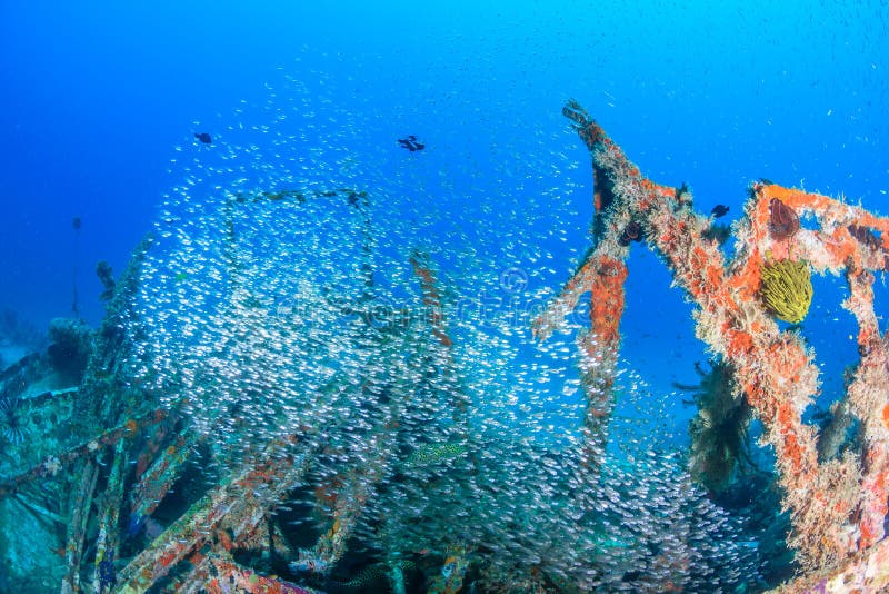 Glassfish on a shipwreck stock photo. Image of deep, pacific - 42194466