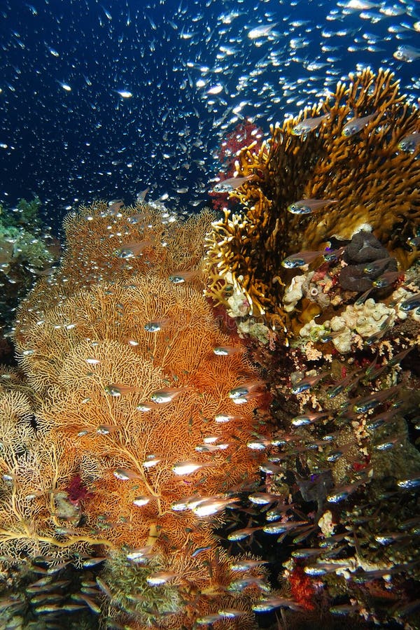 Glassfish Swim in Front of the Gorgonia Stock Image - Image of fish ...