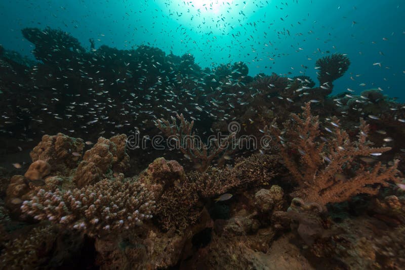 Glassfish in the Tropical Waters of the Red Sea. Stock Photo - Image of ...