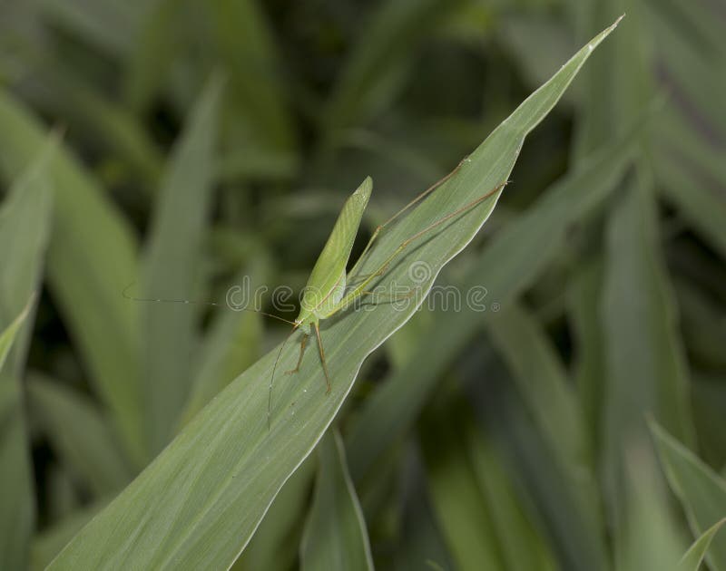 Glasshopper Close Stock Photos - Free & Royalty-Free Stock Photos from ...