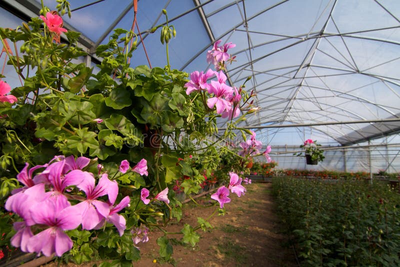 Glasshouse with Pelargoniums Stock Photo - Image of breeding ...