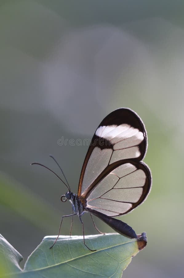Glasswing butterfly stock image. Image of moth, space - 17404109