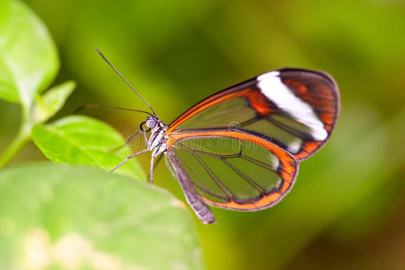 Glasswing butterfly stock photo. Image of small, glass - 6885238