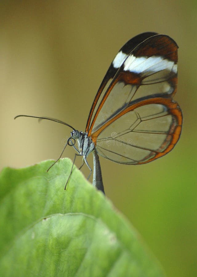 Glasswing Butterfly stock photo. Image of butterfly, insect - 43278172
