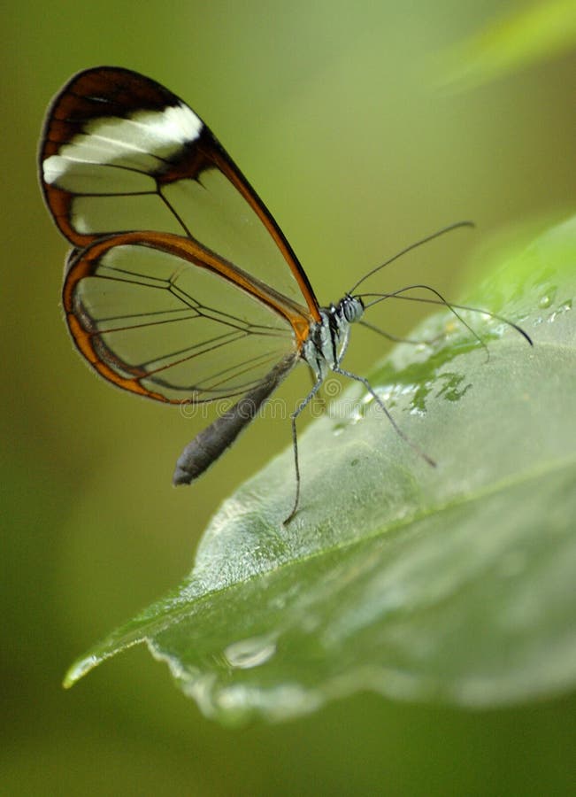 Glasswing butterfly stock photo. Image of small, glass - 6885238