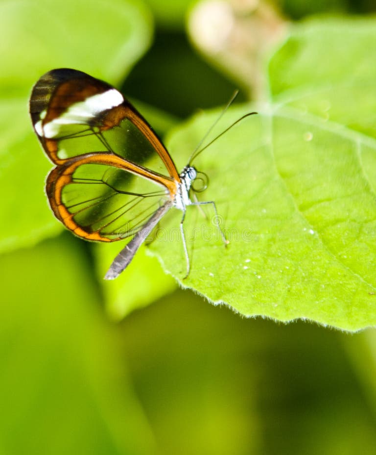 648 Glasswing Butterfly Stock Photos - Free & Royalty-Free Stock Photos ...