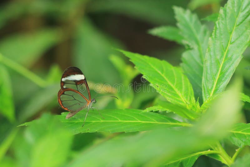 Glasswing butterfly stock image. Image of nature, undersiede - 267196971