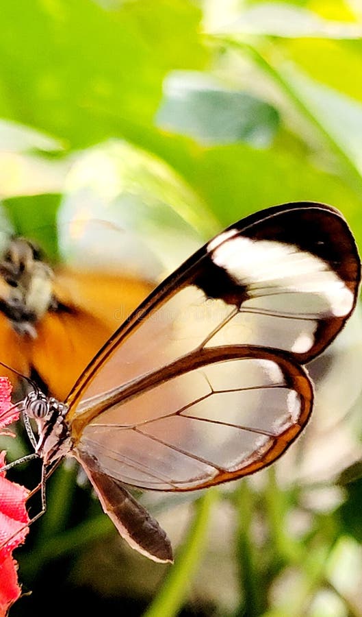 Glasswing Butterfly Greta Oto Stock Photo - Image of arthropod, plant ...