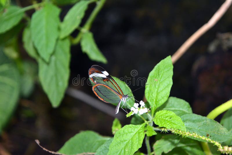 Glasswinged Butterfly -Greta Oto- on a Green Leaf Stock Photo - Image ...