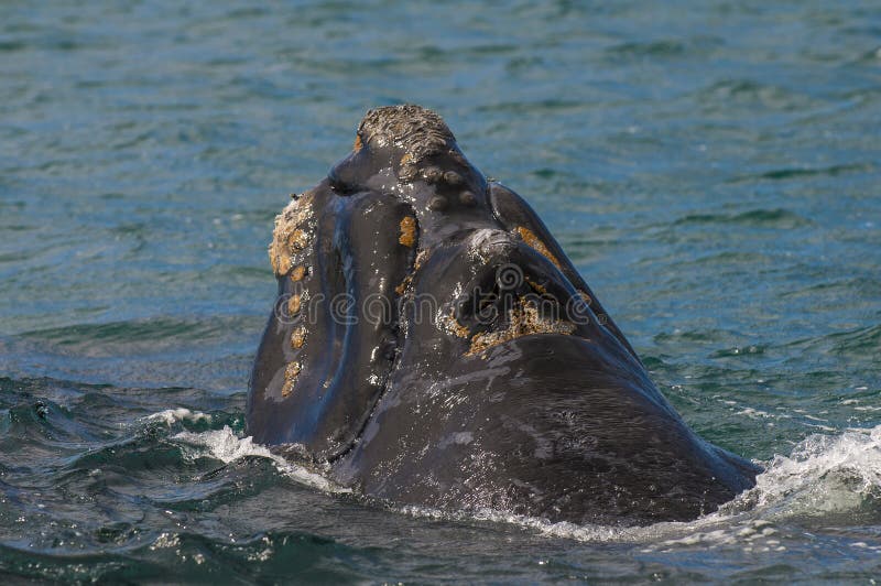 Glattwal, Patagonia, Argentinien Stockfoto - Bild von säugetier, küsten ...
