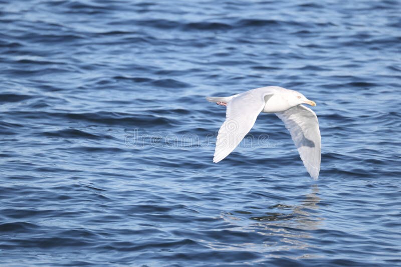 Glaucous Gull (Larus Hyperboreus Hyperboreus) in Japan Stock Photo - Image of flight, waterfowl ...
