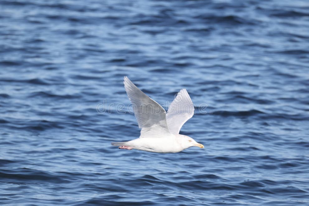 Glaucous Gull (Larus Hyperboreus Hyperboreus) in Japan Stock Photo - Image of winter, larus ...