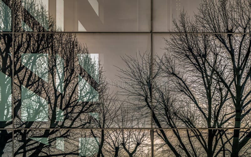 Glazed Wall of a Building with Reflection of Bare Tree Branches in ...