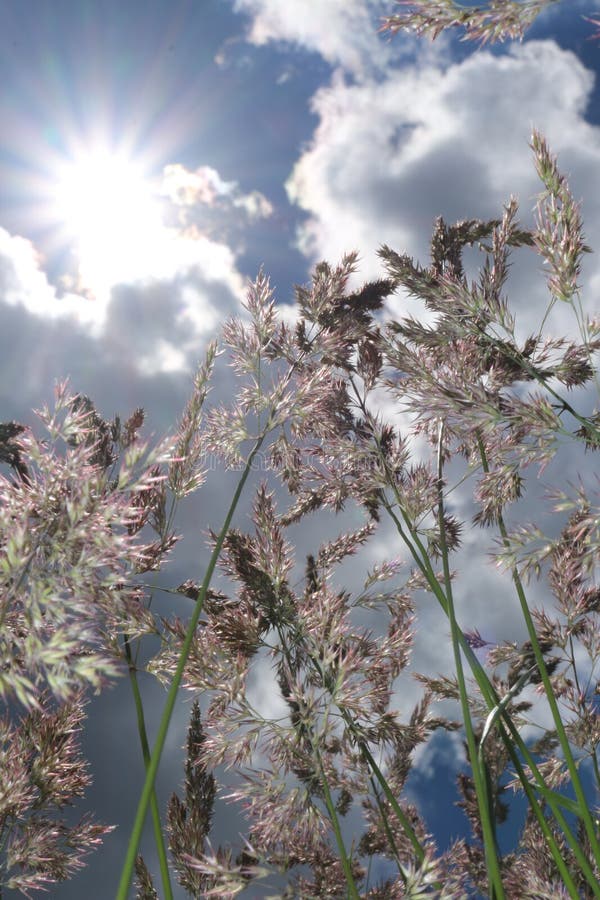 Gleaming sun stock photo. Image of gleaming, looking - 74025246