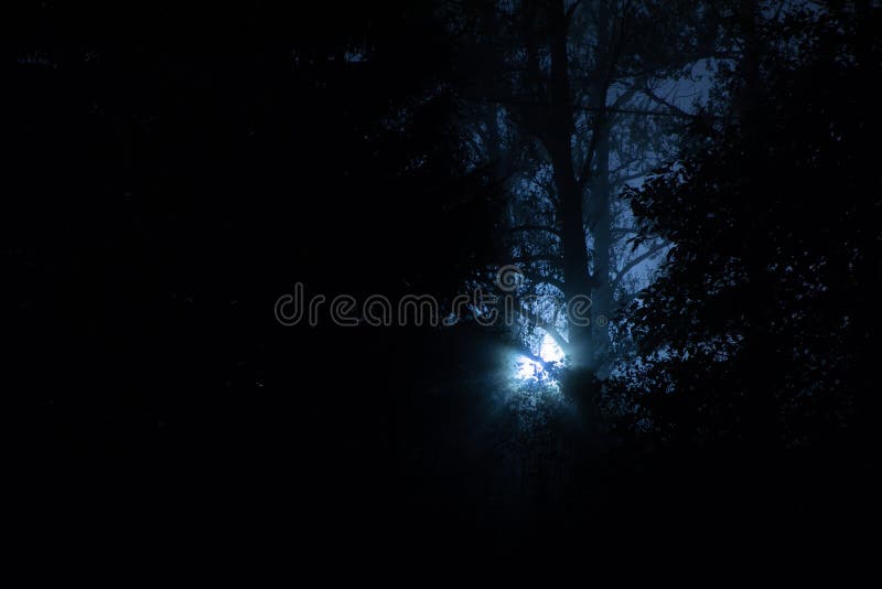 Moonlight between Branches of a Tree Stock Image - Image of moonlight ...