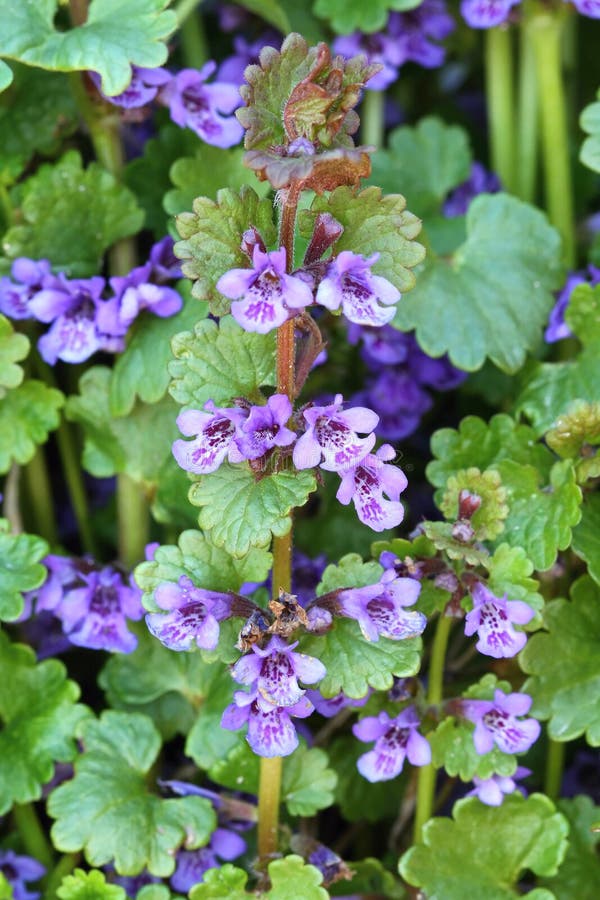 Glechoma Hederacea Blooming Stock Photo - Image of bloom, herb: 70910310