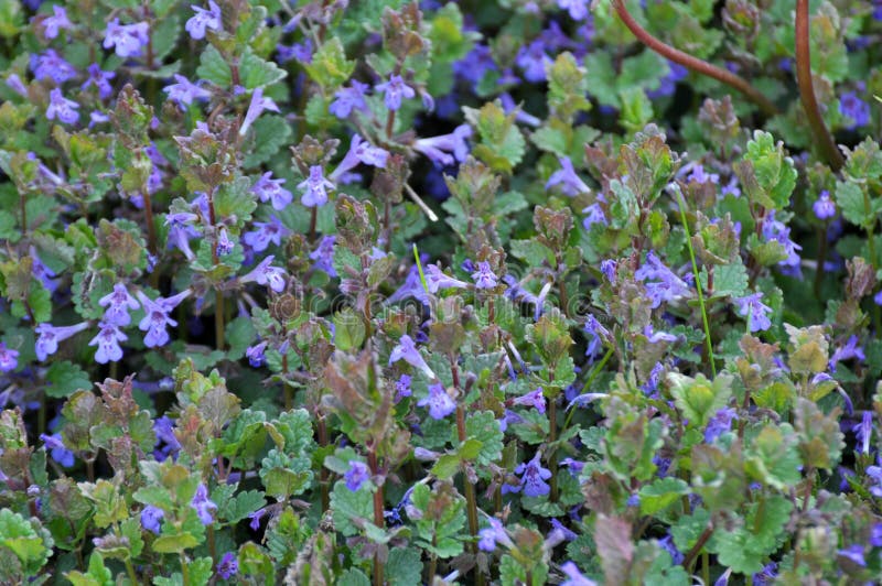 Glechoma Hederacea Blooms in Nature in Spring Stock Photo - Image of ...