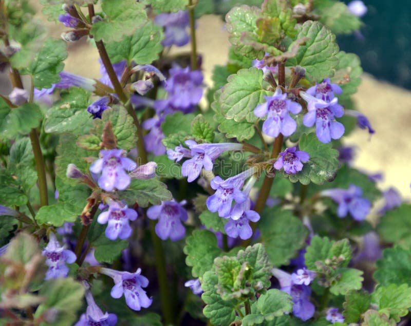 Glechoma Hederacea Blooms in Nature in Spring Stock Image - Image of ...