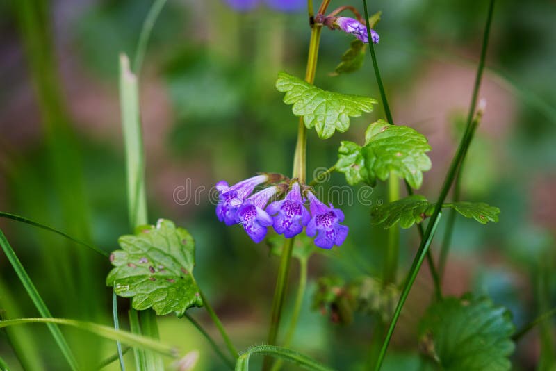 Glechoma Hederacea Commonly Known As Ground-ivy Stock Photo - Image of ...