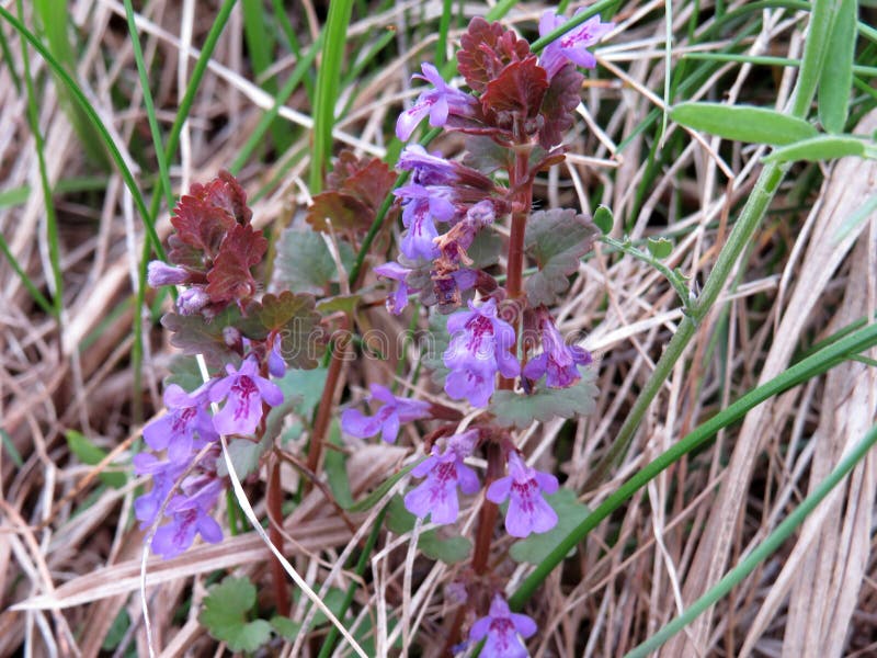 Glechoma Hederacea in the Spring Meadow Stock Photo - Image of ...