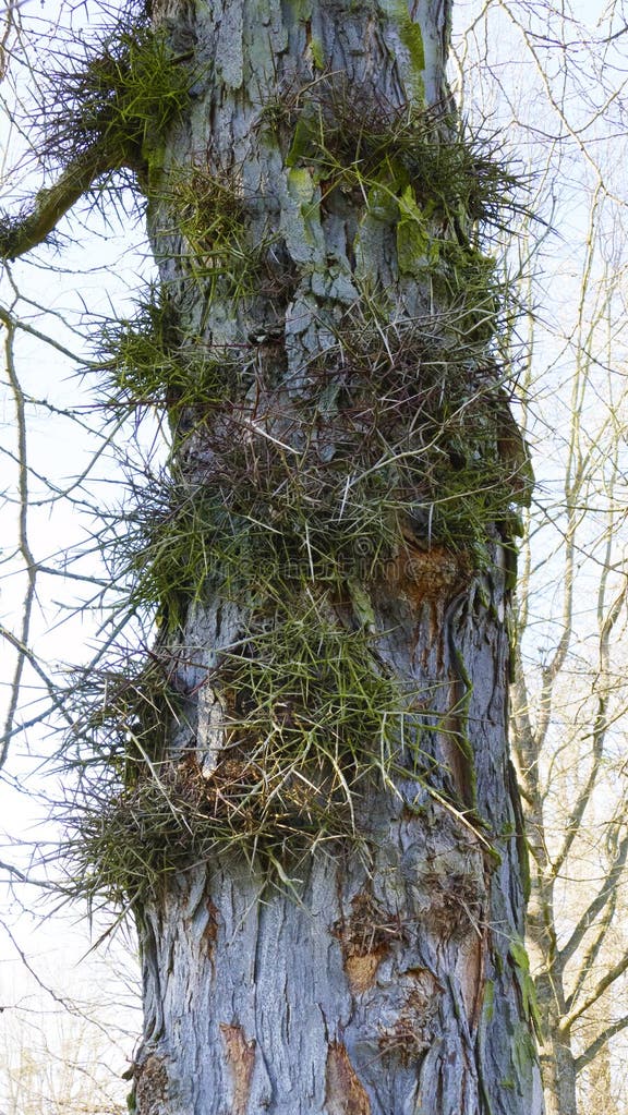 Gleditschie Tree, Leather Shell Tree with Long Stings, Thorns in Bark ...