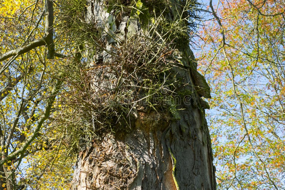 Gleditschie Tree, Leather Shell Tree with Long Stings, Thorns in Bark ...