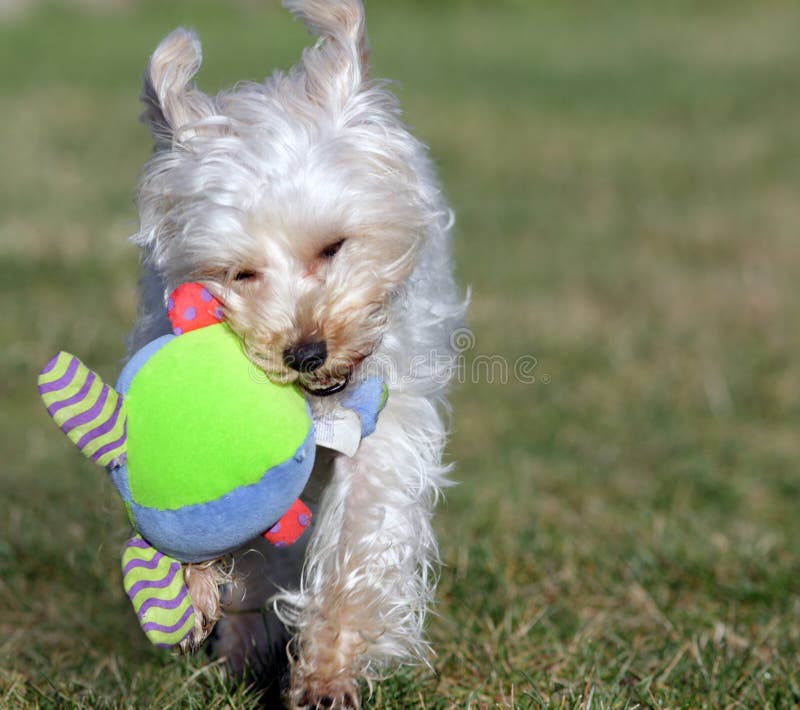 Gleeful Gallop stock image. Image of fetch, cute, pooch - 12481367