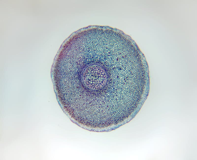 Gleichenia fern rhizome stock image. Image of microscope - 6491167