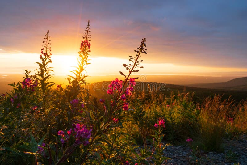 Backlit Fireweed in the Mountains Stock Image - Image of nature ...