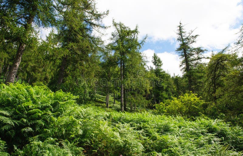 Glenmalure forest stock photo. Image of outside, season - 96575686