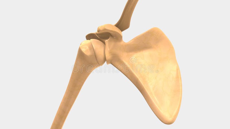 Shoulder Glenohumeral Joint. Human Anatomy Stock Vector - Illustration ...